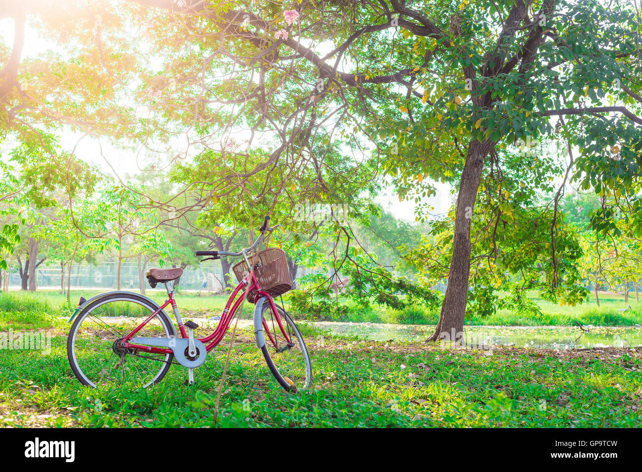 Red bicycle on green grass under big tree with sun light Stock Photo ...
