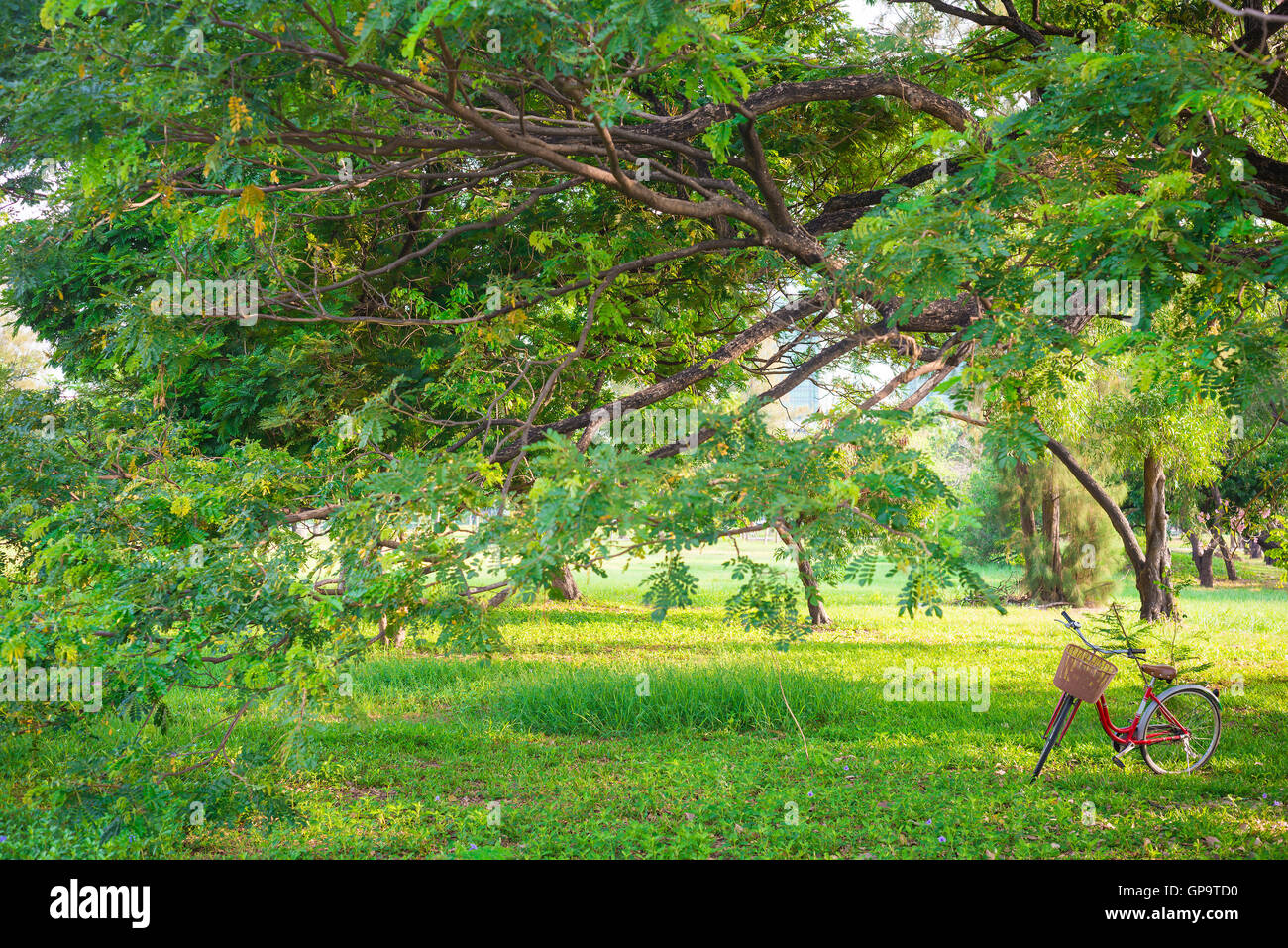 Red bicycle on green grass under Big tree Stock Photo - Alamy