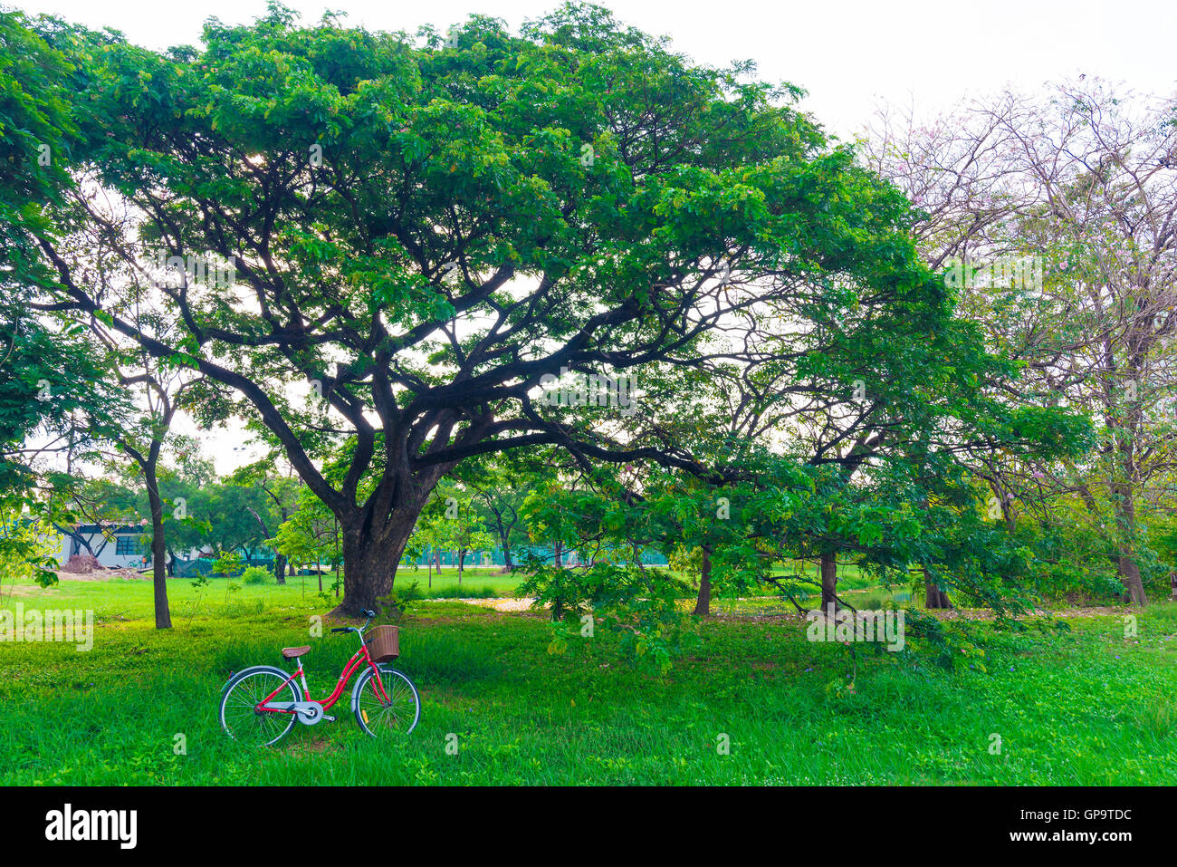 Red bicycle on green grass under Big tree Stock Photo - Alamy