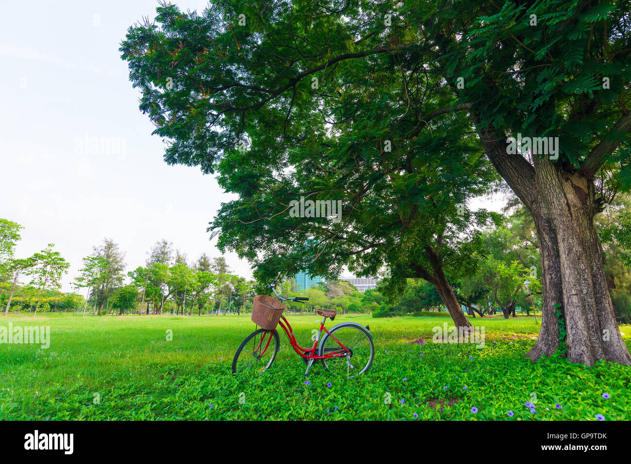 Red bicycle on green grass under Big tree Stock Photo - Alamy