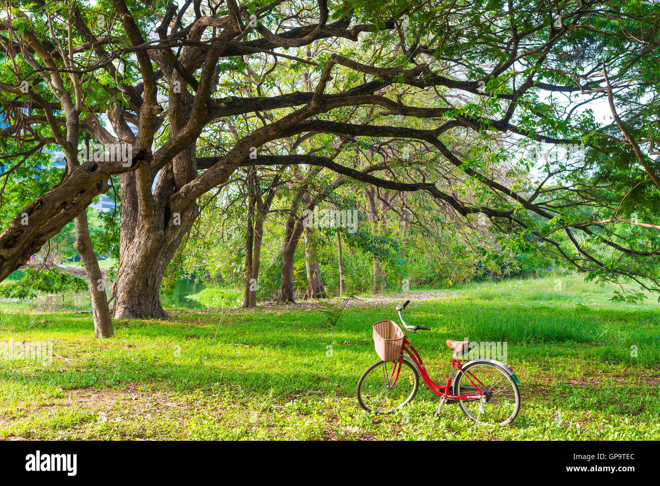 Red bicycle on green grass under big tree with sun light Stock Photo ...