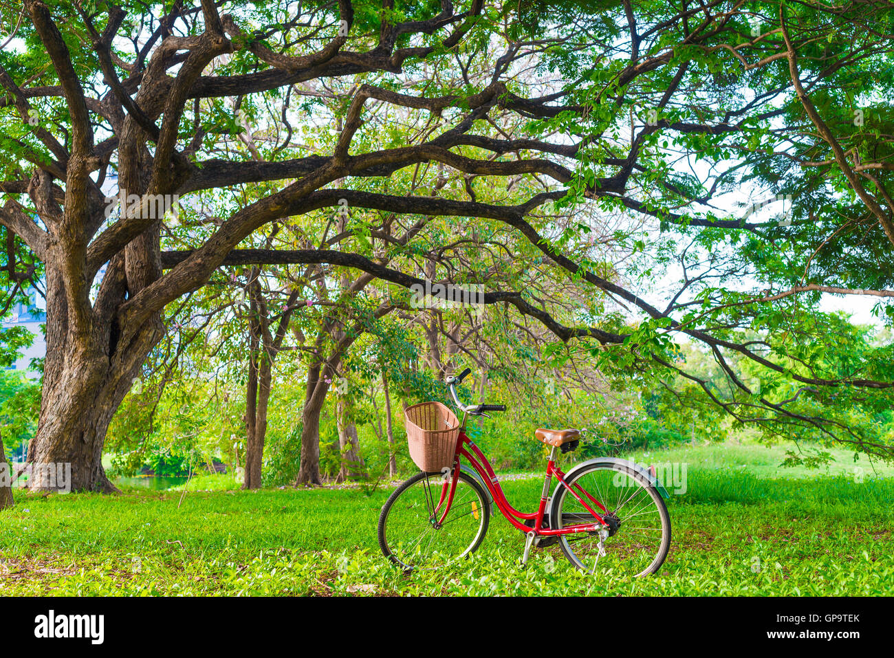 Red bicycle on green grass under Big tree Stock Photo - Alamy