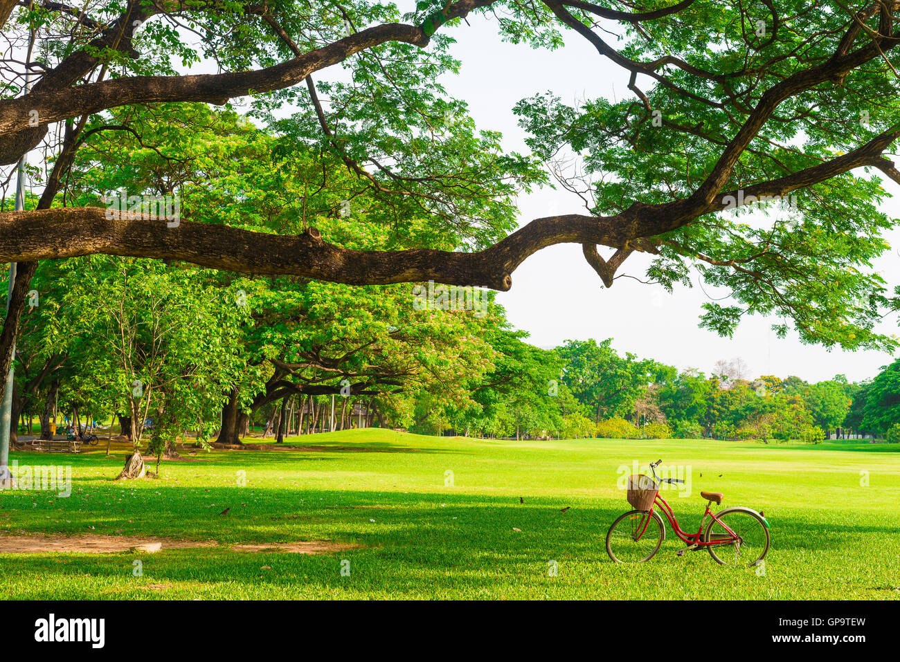 Red bicycle on green grass under Big tree Stock Photo - Alamy