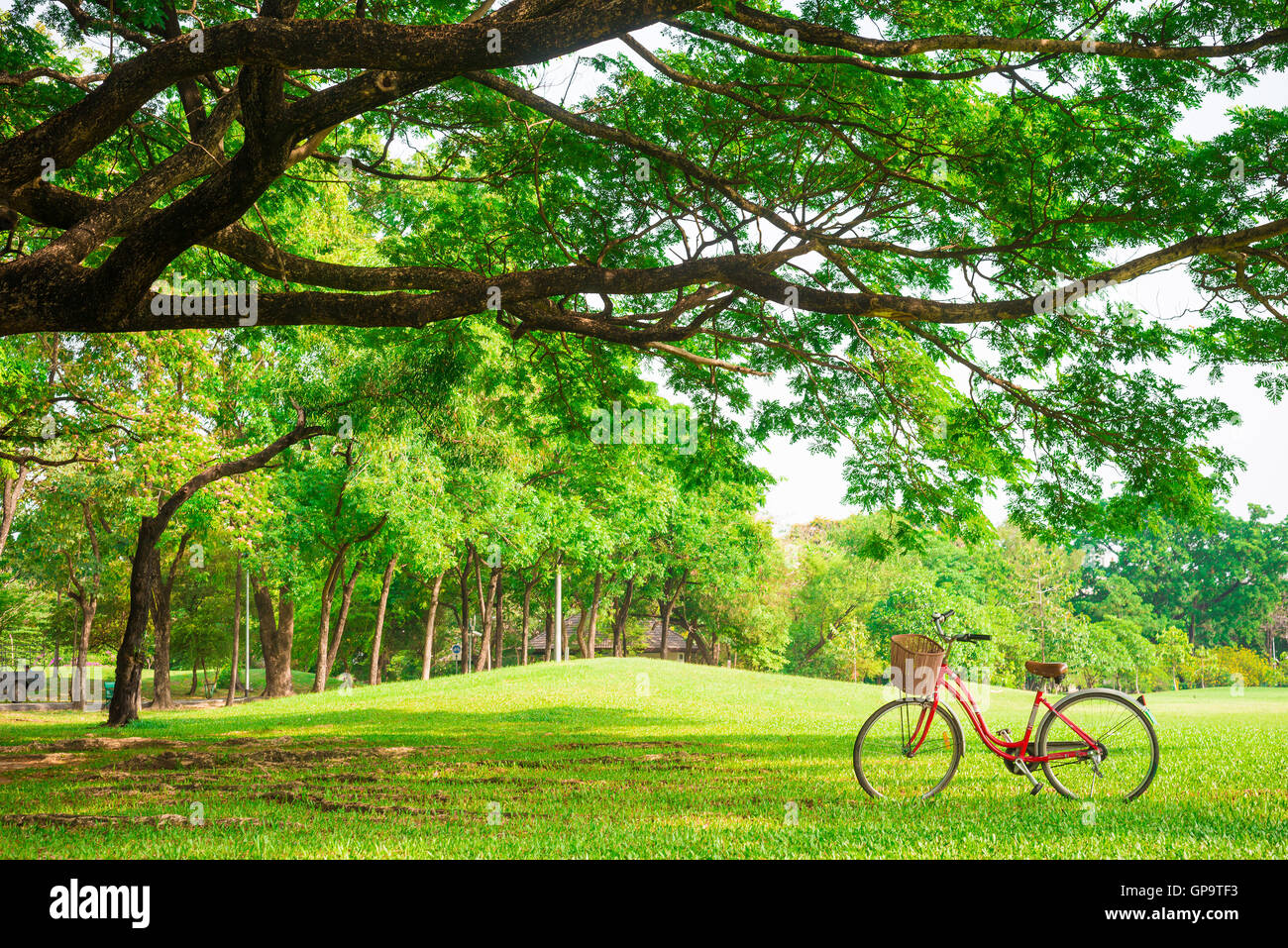 Red bicycle on green grass under Big tree Stock Photo - Alamy