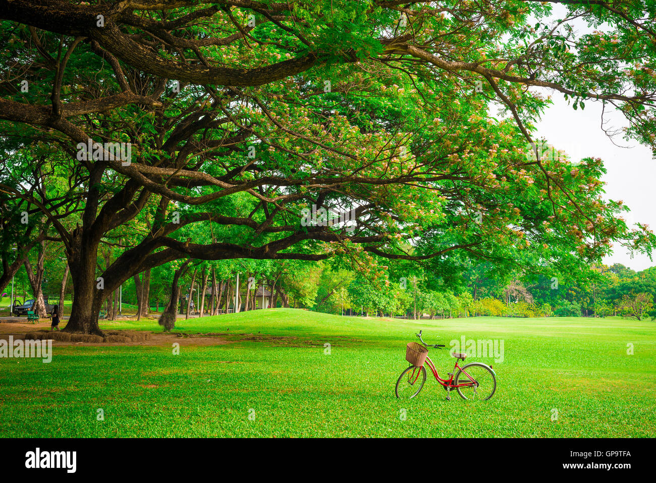 Red bicycle on green grass under Big tree Stock Photo - Alamy