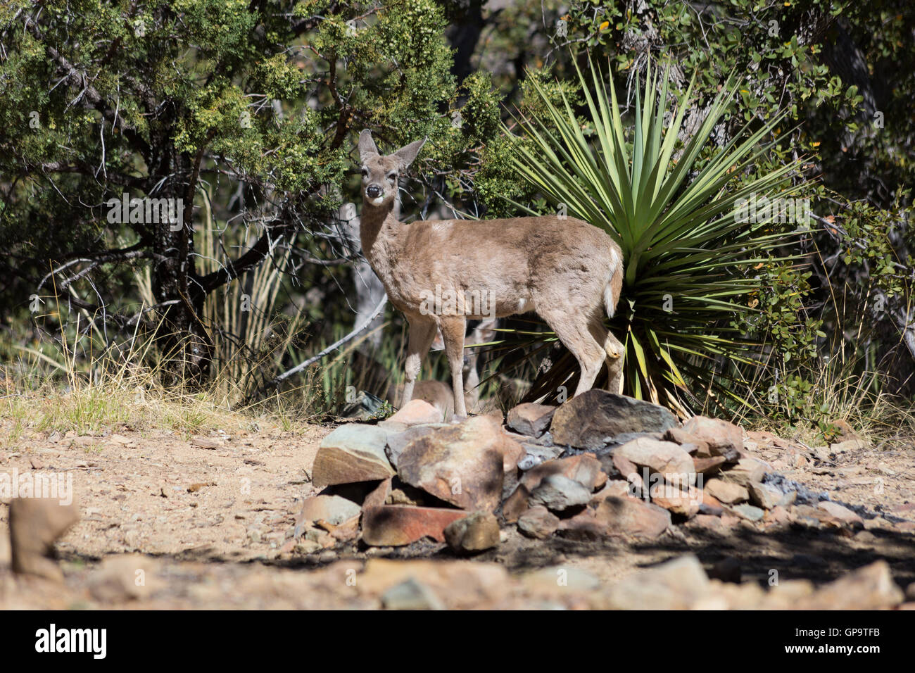 Yucca ridge trail hi-res stock photography and images - Alamy