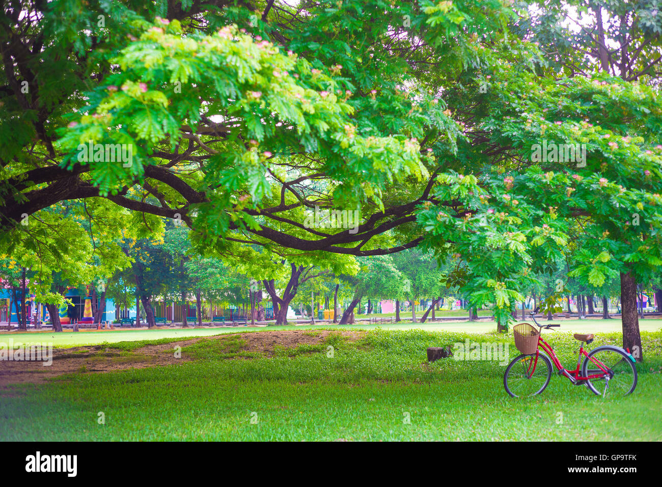 Red bicycle on green grass under Big tree Stock Photo - Alamy