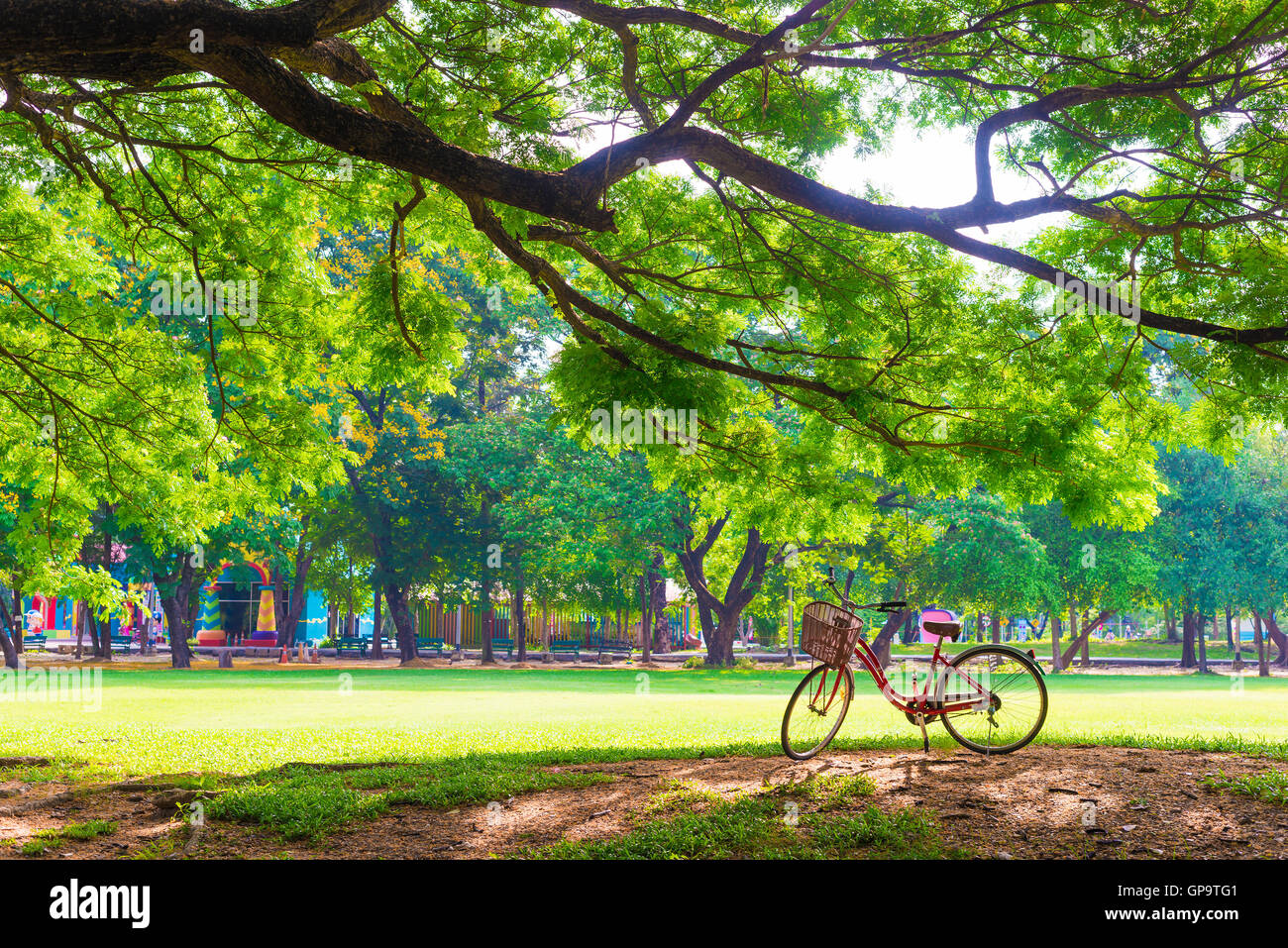 Red bicycle on green grass under big tree with sun light Stock Photo ...