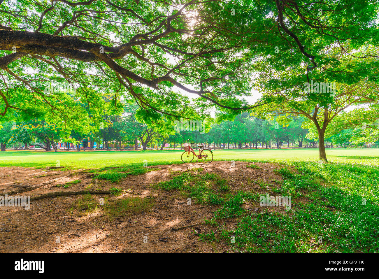 Red bicycle on green grass under big tree with sun light Stock Photo ...