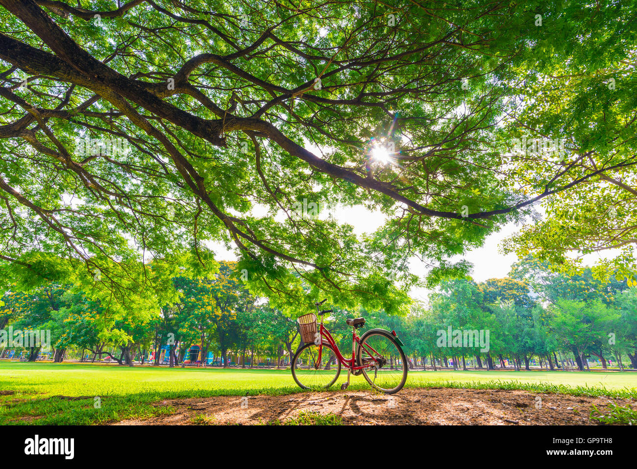 Red bicycle in park under Big tree Stock Photo - Alamy
