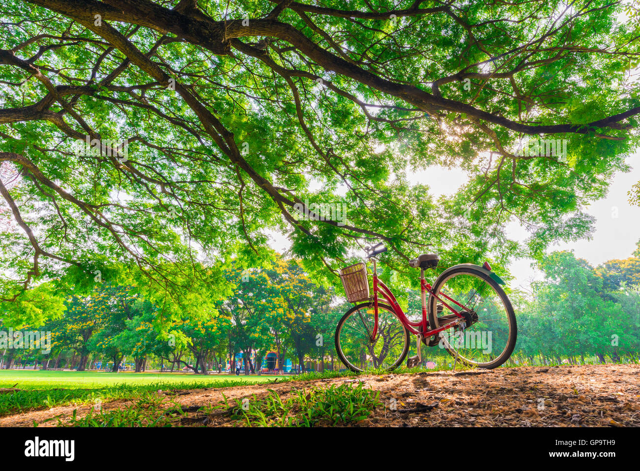 Red bicycle on green grass under big tree with sun light Stock Photo ...