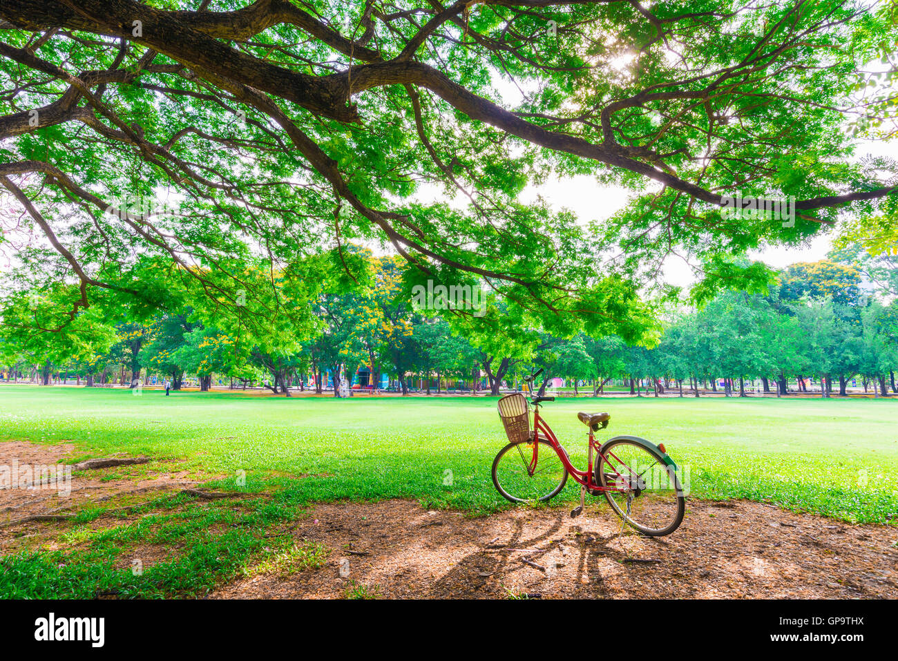 Red bicycle on green grass under Big tree Stock Photo - Alamy