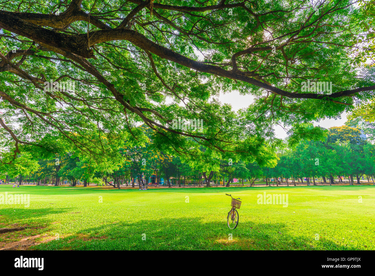 Red bicycle in park under Big tree Stock Photo - Alamy