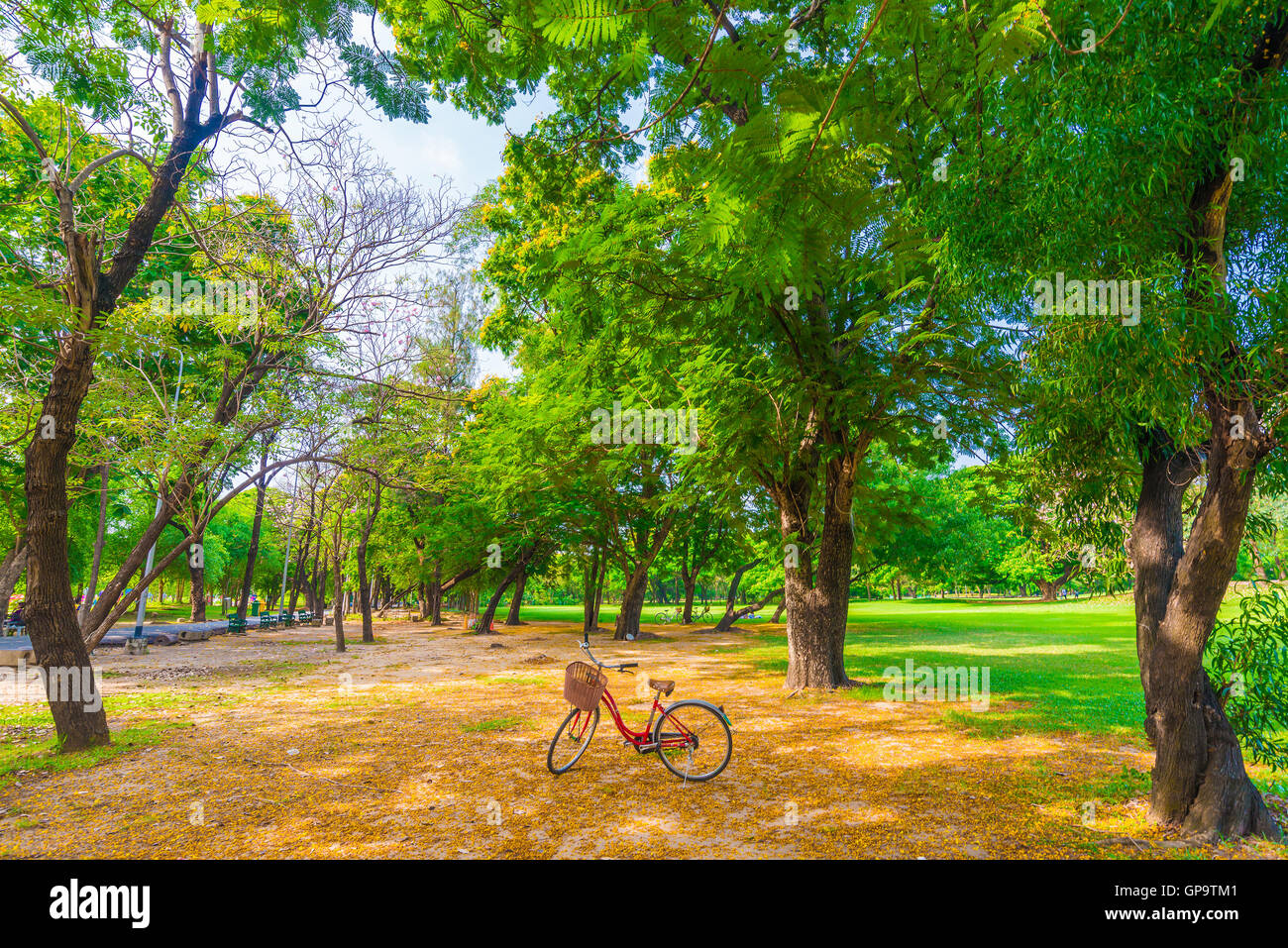 Red bicycle in park under Big tree Stock Photo - Alamy