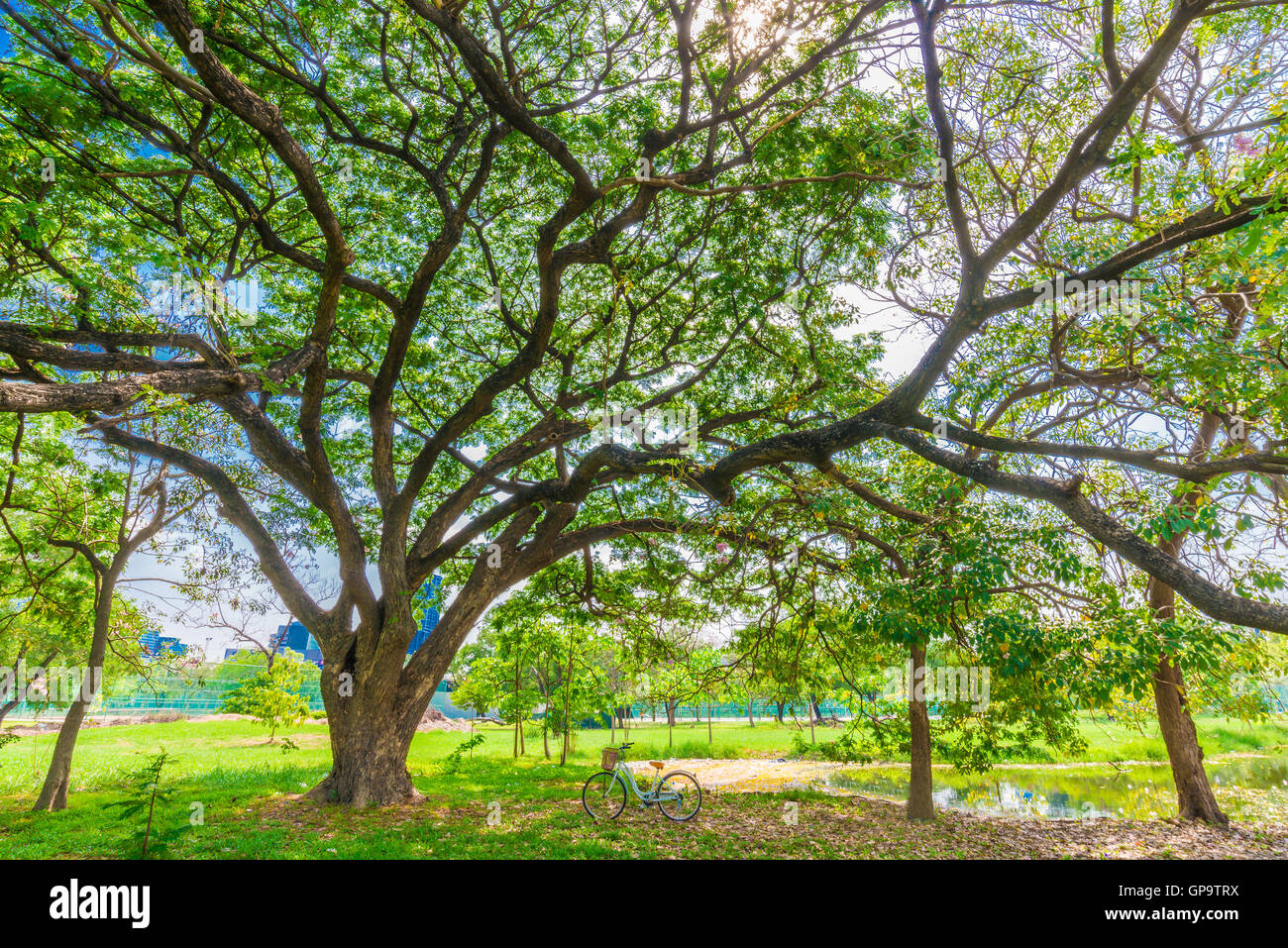 White bicycle in the park with big tree Stock Photo - Alamy