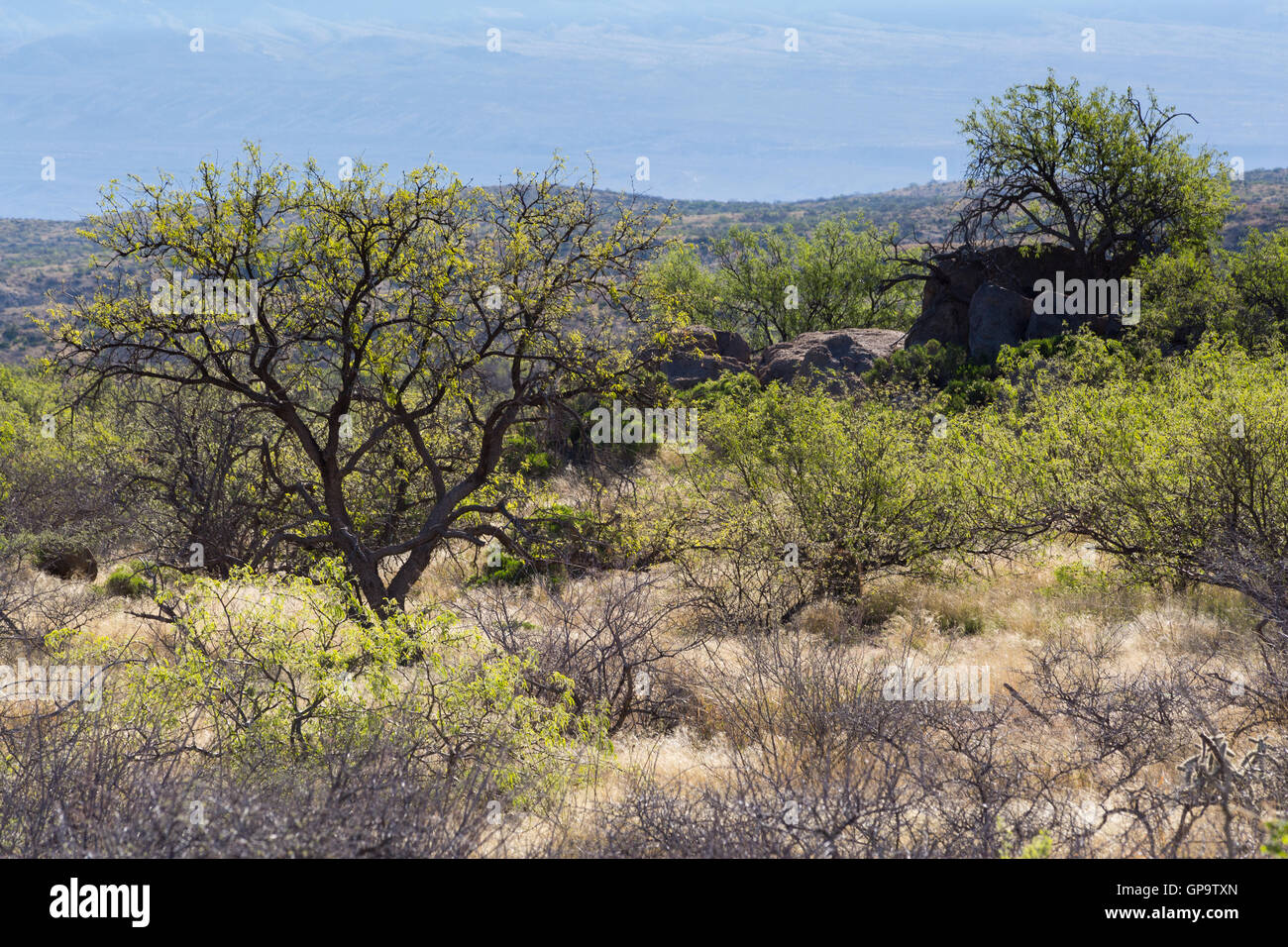 Trees growing in desert High Resolution Stock Photography and Images ...