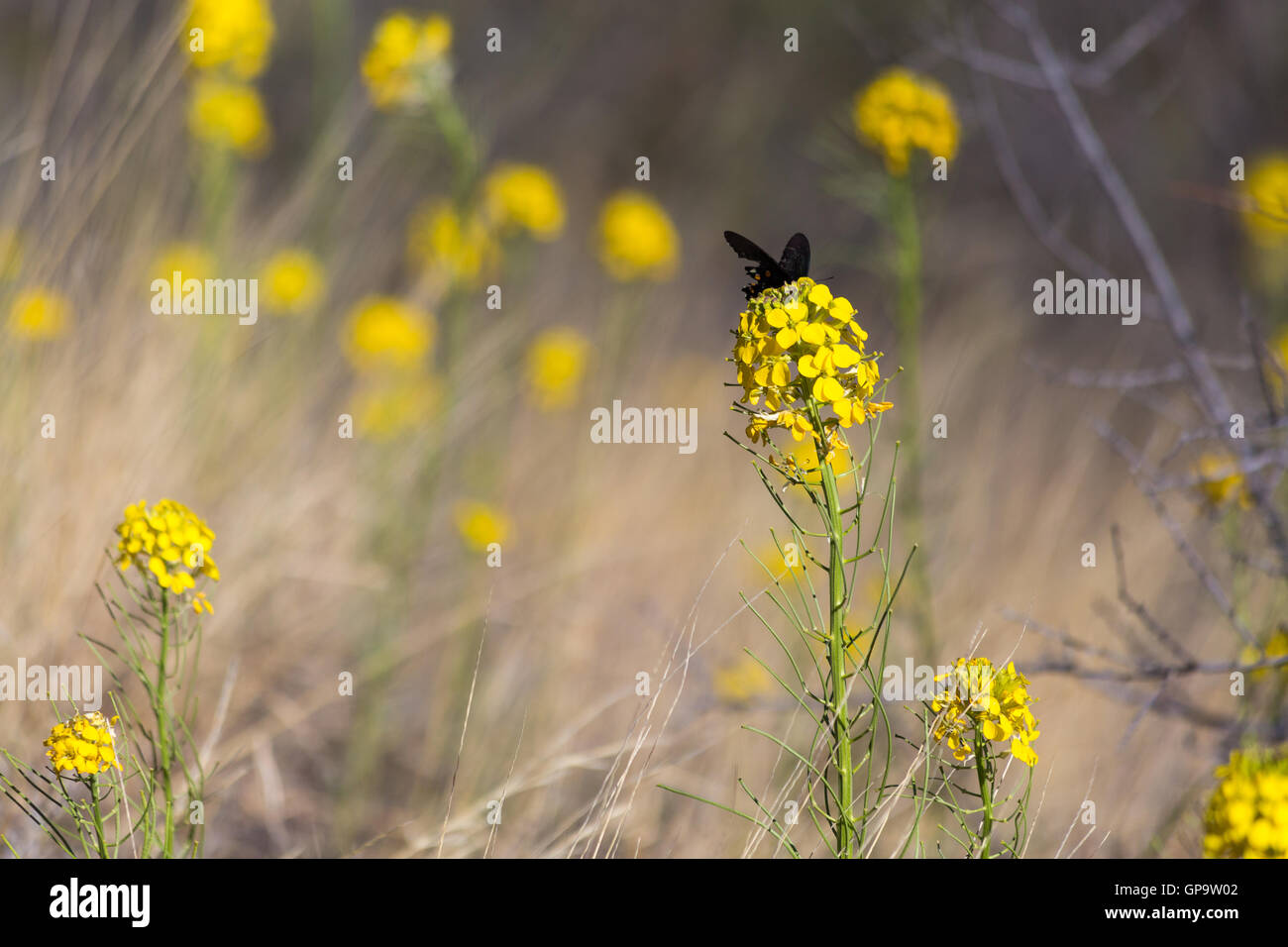 A pipevine swallowtail butterfly browsing in a field of sanddune ...