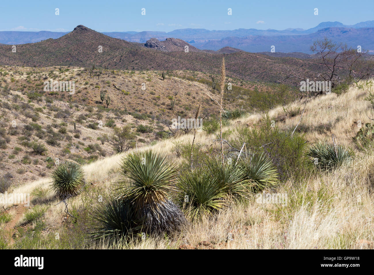 Spanish dagger and spanish bayonet yucca plants growing in the desert ...