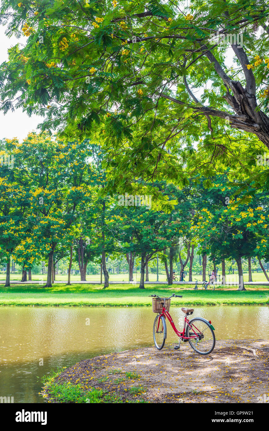 Red bicycle in park under Big tree Stock Photo - Alamy