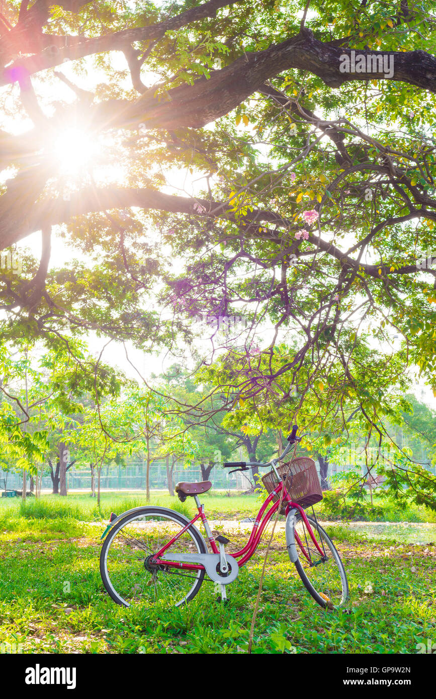 Red bicycle on green grass under big tree with sun light Stock Photo ...