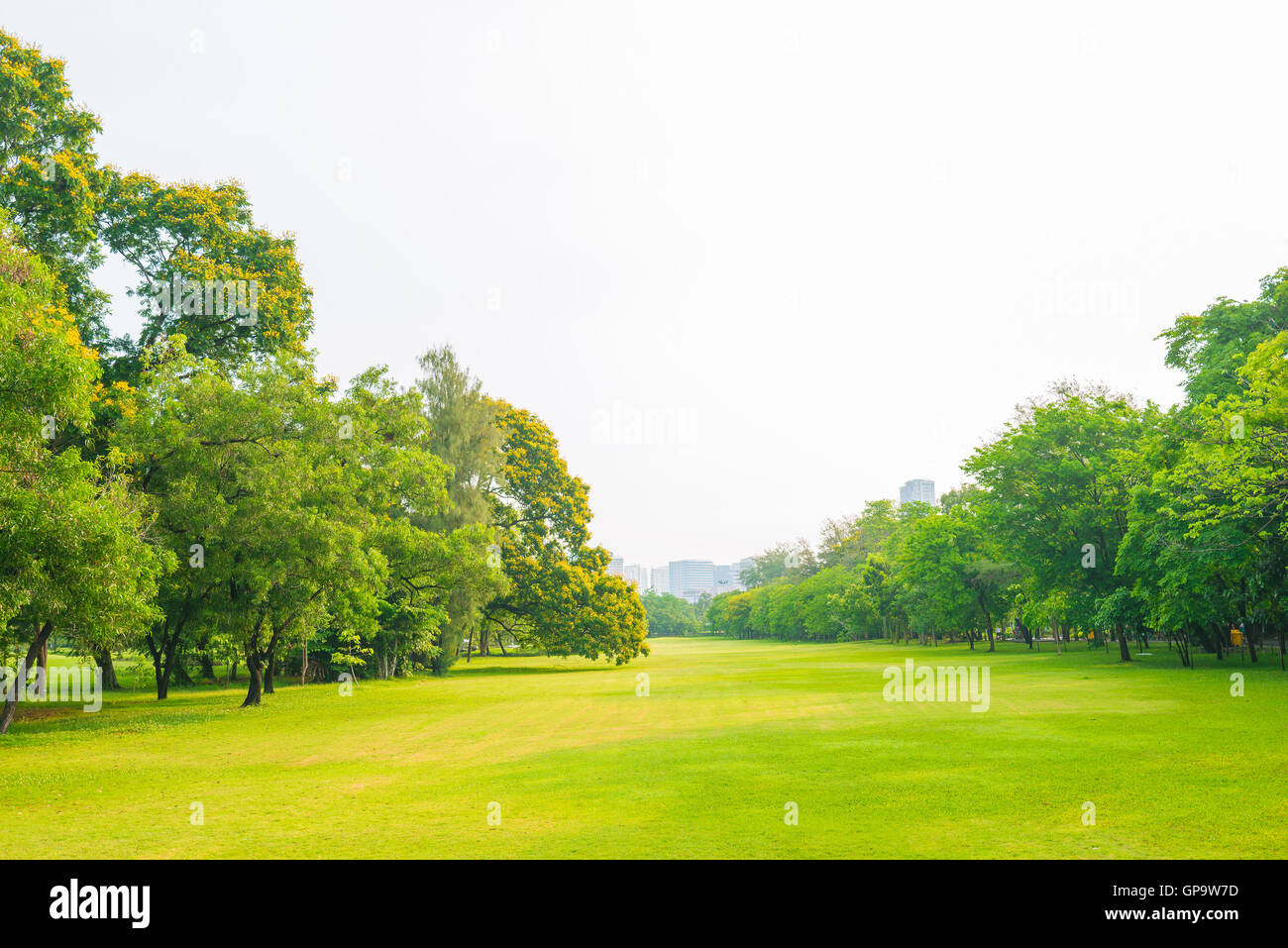 Trees in a park with green lawn, park under sunny light Stock Photo - Alamy