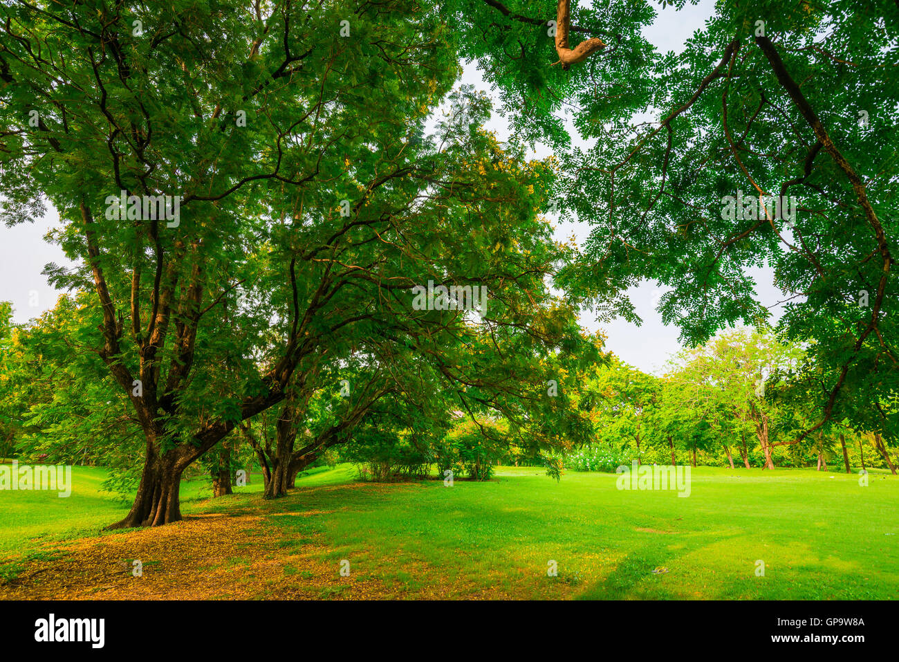 Trees in a park with green lawn, park under sunny light Stock Photo - Alamy