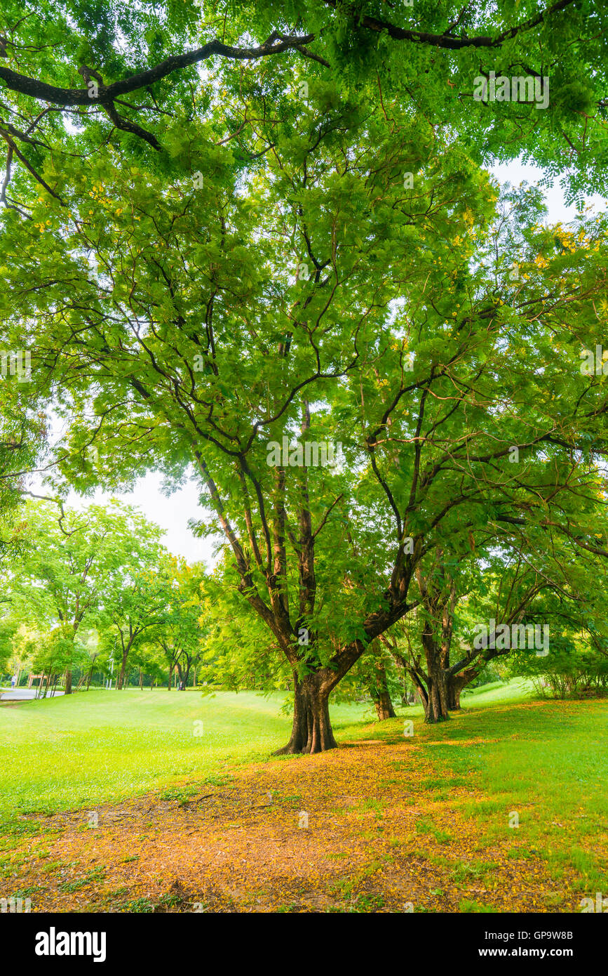Trees in a park with green lawn, park under sunny light Stock Photo - Alamy
