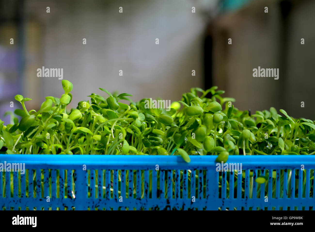 Sunflower seeds soil hi-res stock photography and images - Alamy