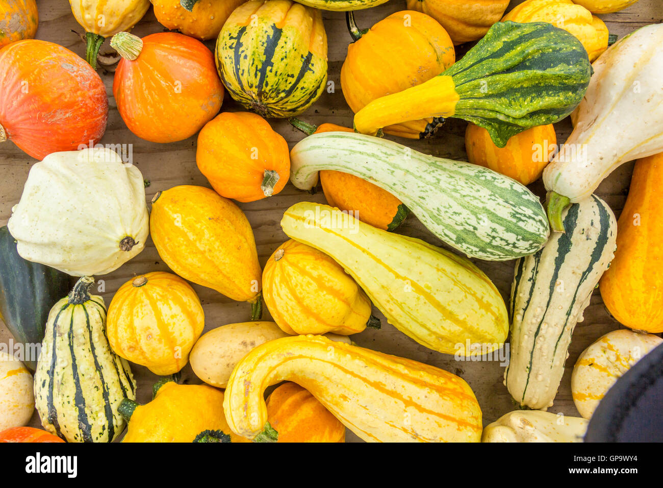Pumpkin health vegetable cultivar hi-res stock photography and images ...