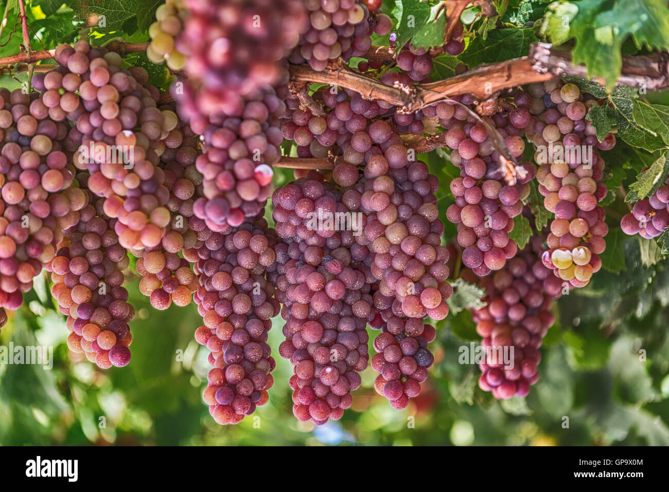 Grapes in Crete, Greece Stock Photo - Alamy