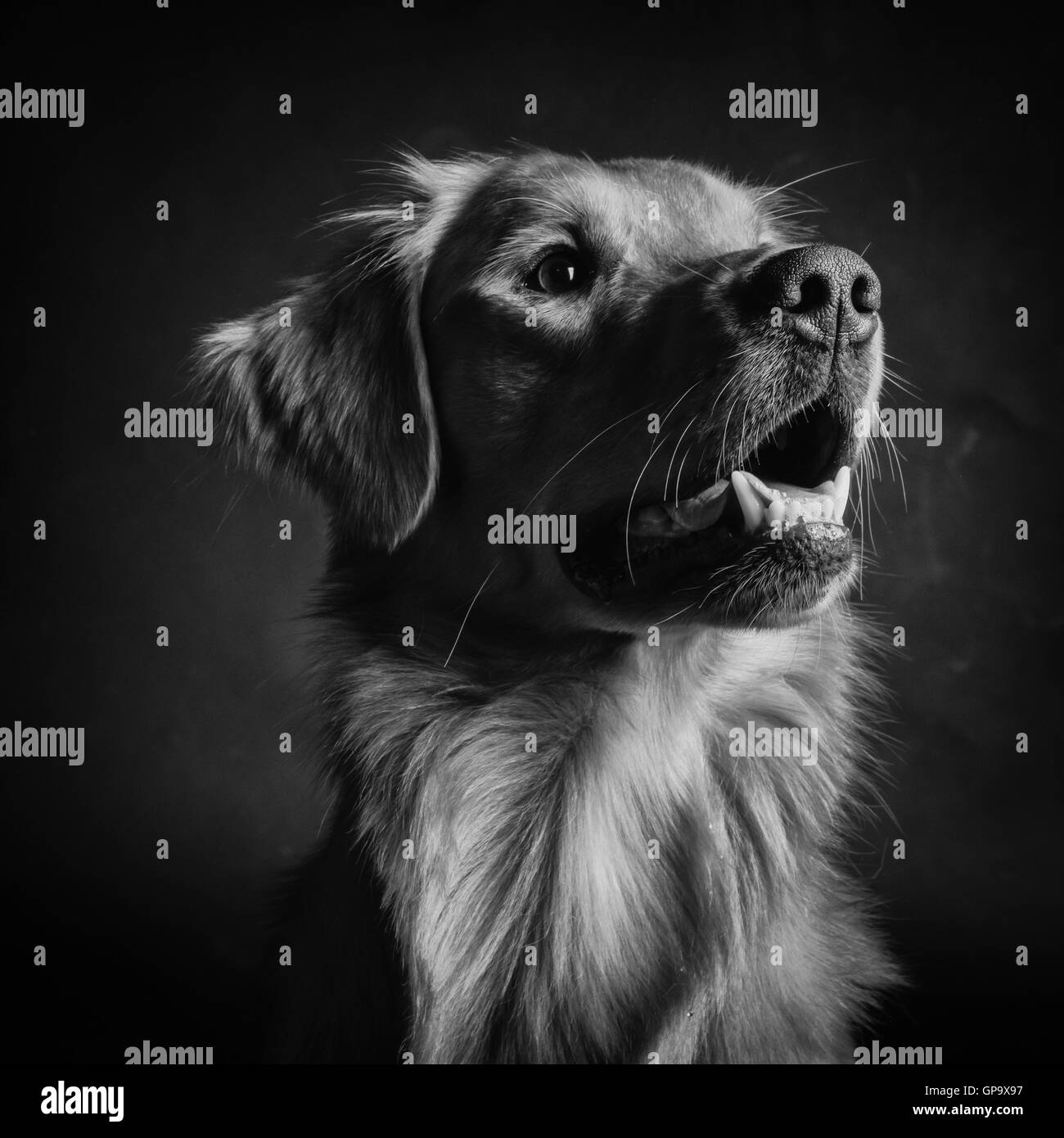 Golden retriever portrait studio hi-res stock photography and images ...