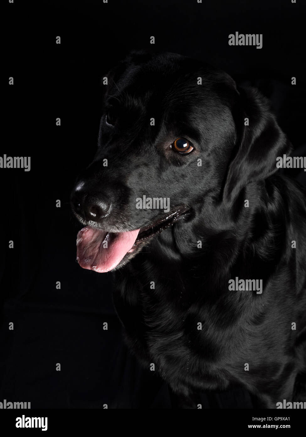 Purebred black labrador retriever hi-res stock photography and images ...