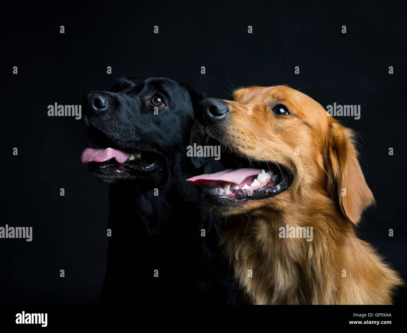 Beautiful closeup golden retrievers hi-res stock photography and images ...