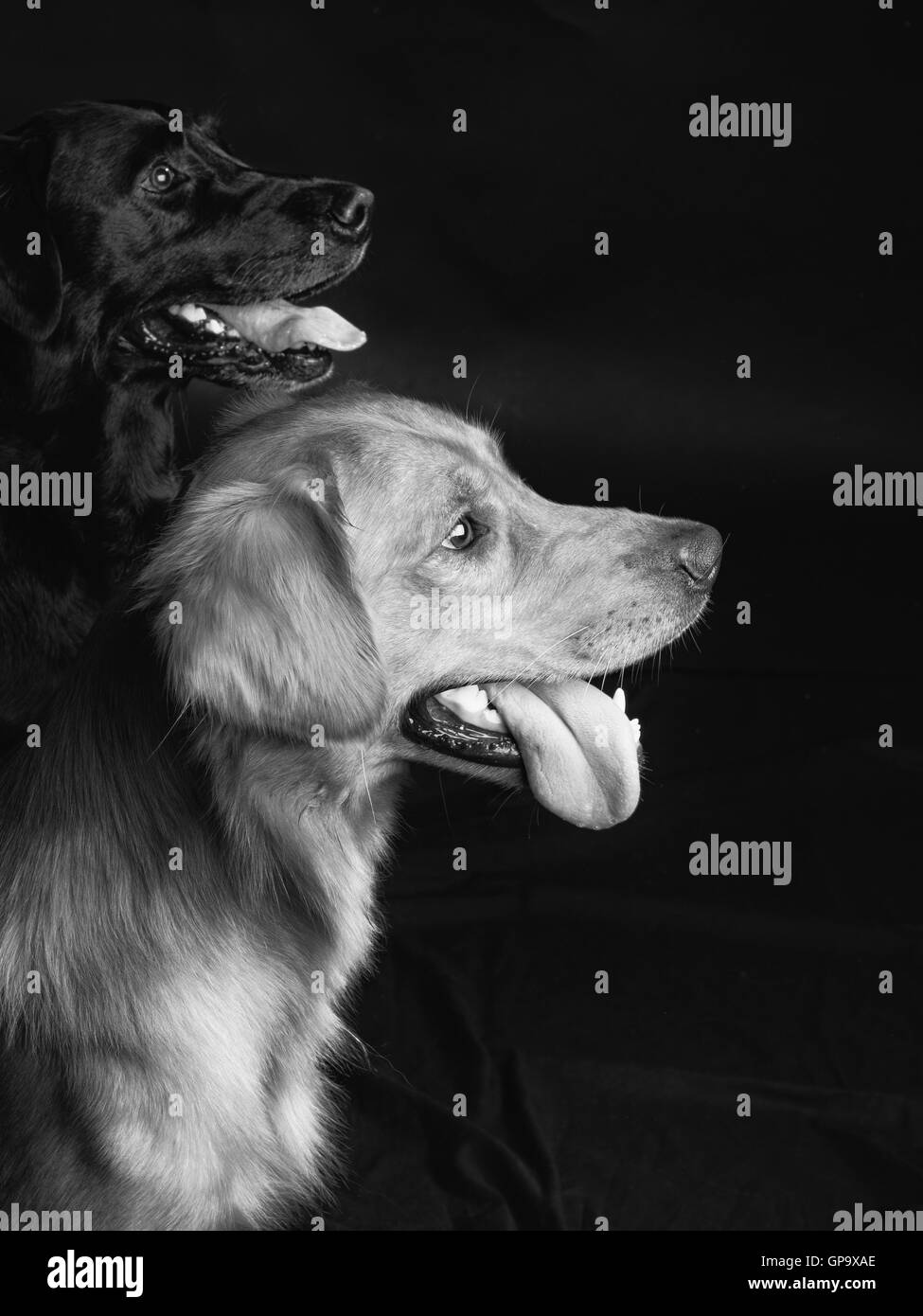 Beautiful closeup golden retrievers hi-res stock photography and images ...