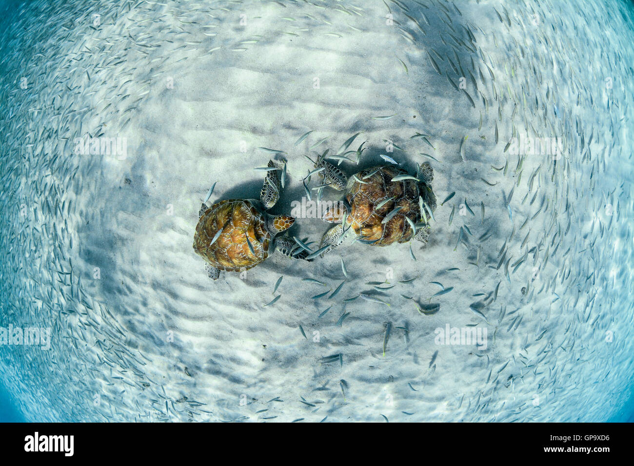 Two fish circle hi-res stock photography and images - Alamy