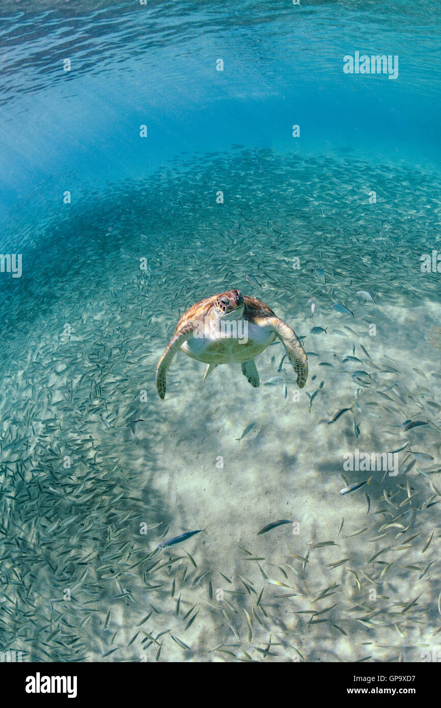 Turtle swimming to camera hi-res stock photography and images - Alamy