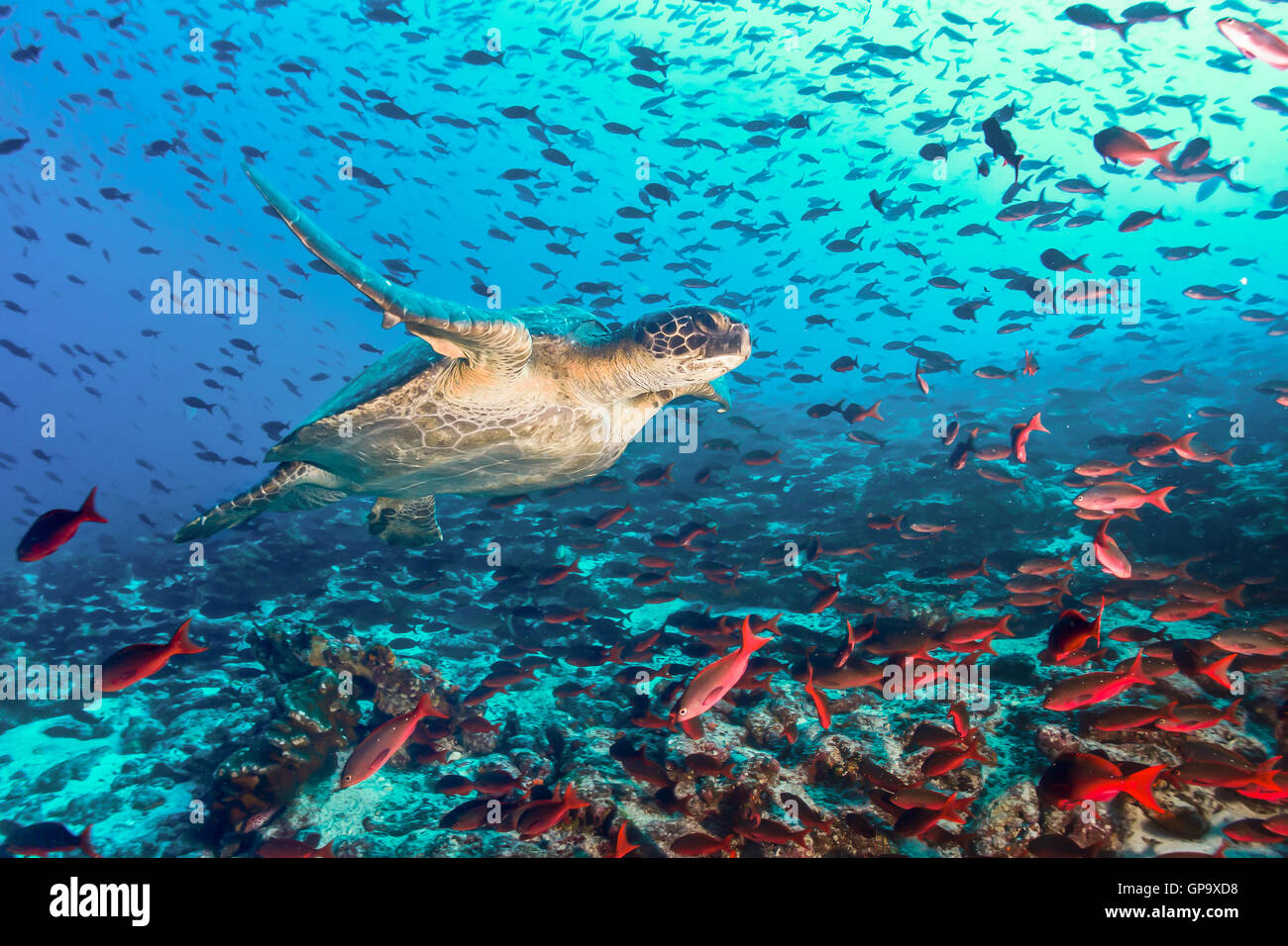 School fish sea turtle underwater hi-res stock photography and images ...