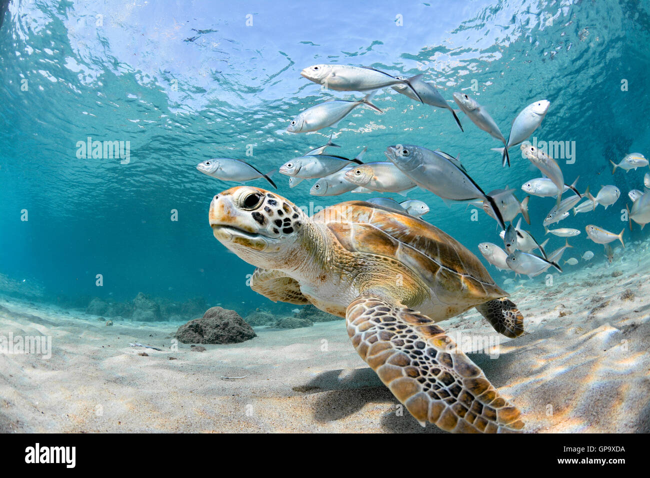 Sea Turtle and fishes in the Caribbean Stock Photo - Alamy