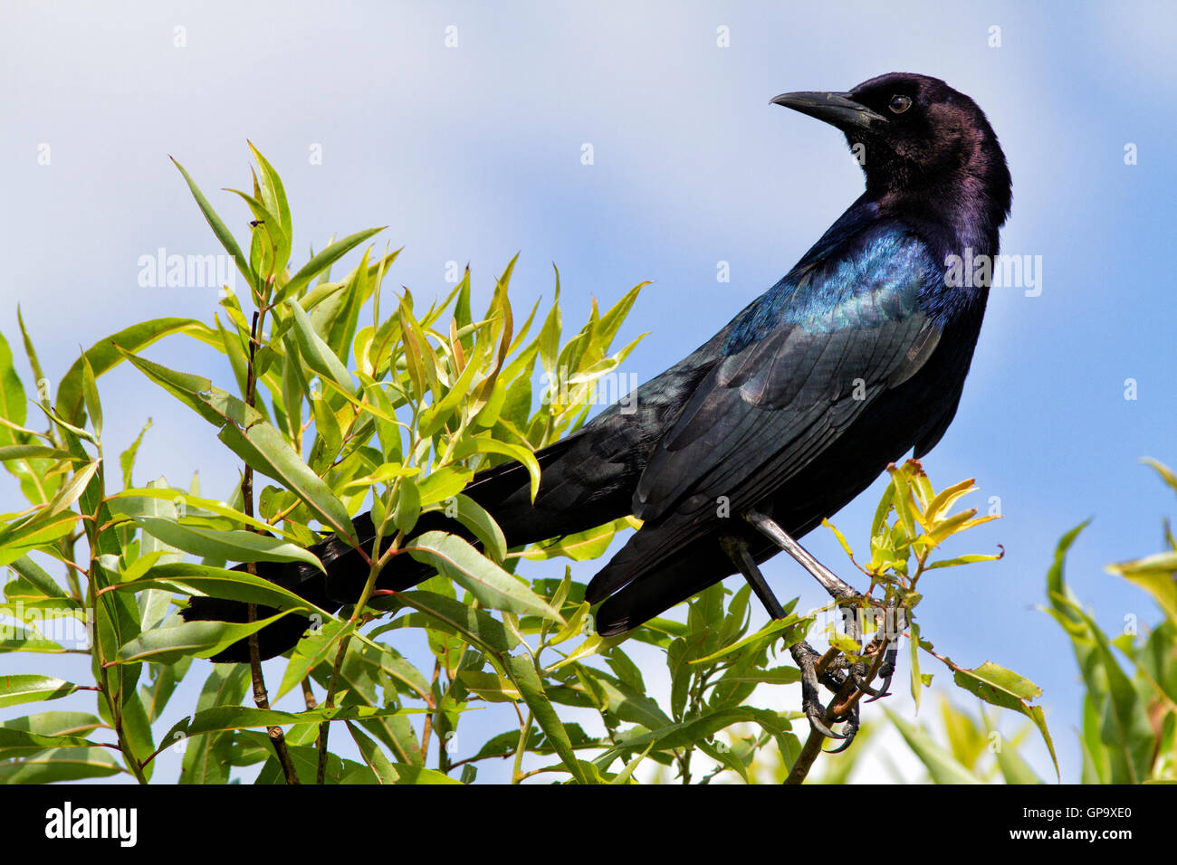 Boat Tailed Grackle shows off its beautiful iridescence against a blue ...
