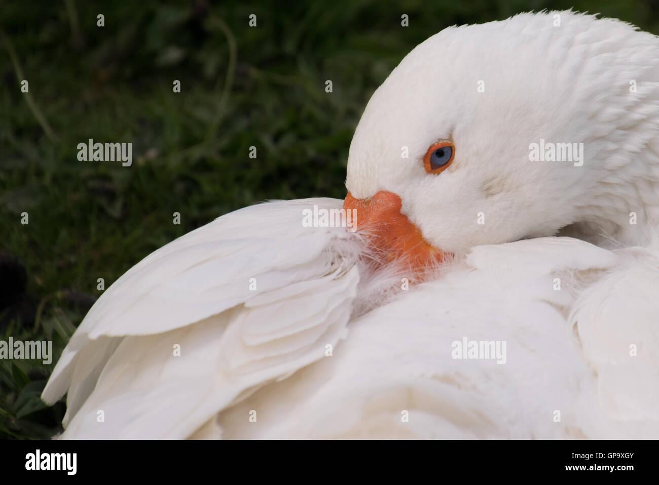 Blue eyed goose at Beamish Museum Stock Photo - Alamy