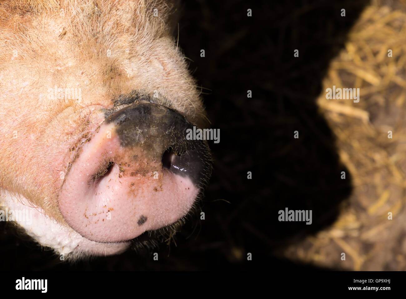 Snot snotty hi-res stock photography and images - Alamy