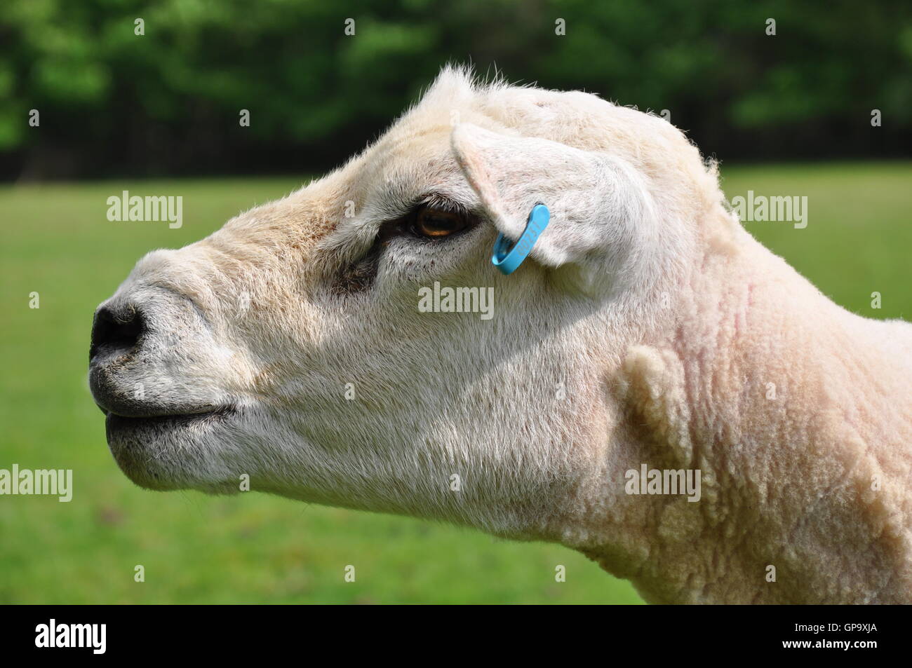 Sheep head profile hi-res stock photography and images - Alamy