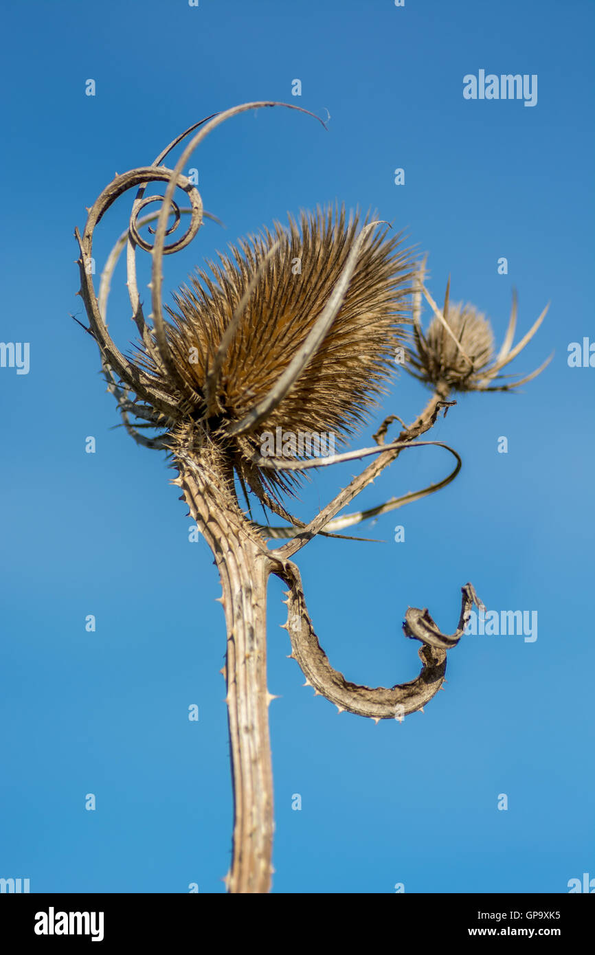 Dried Teasel Dipsacus fullonum head against sky Stock Photo - Alamy
