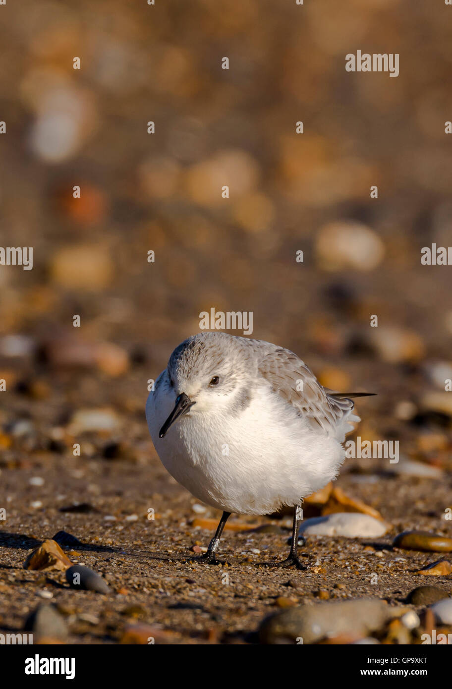 Ringed Sanderling on beach, Norfolk, England, UK Stock Photo - Alamy