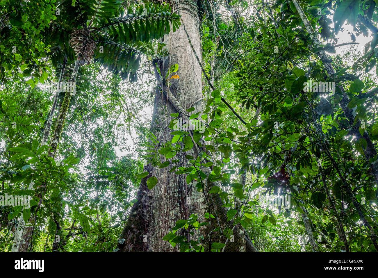 Giant Kapok Tree, Ceiba Pentandra In Cuyabeno Wildlife Reserve, Ecuador ...