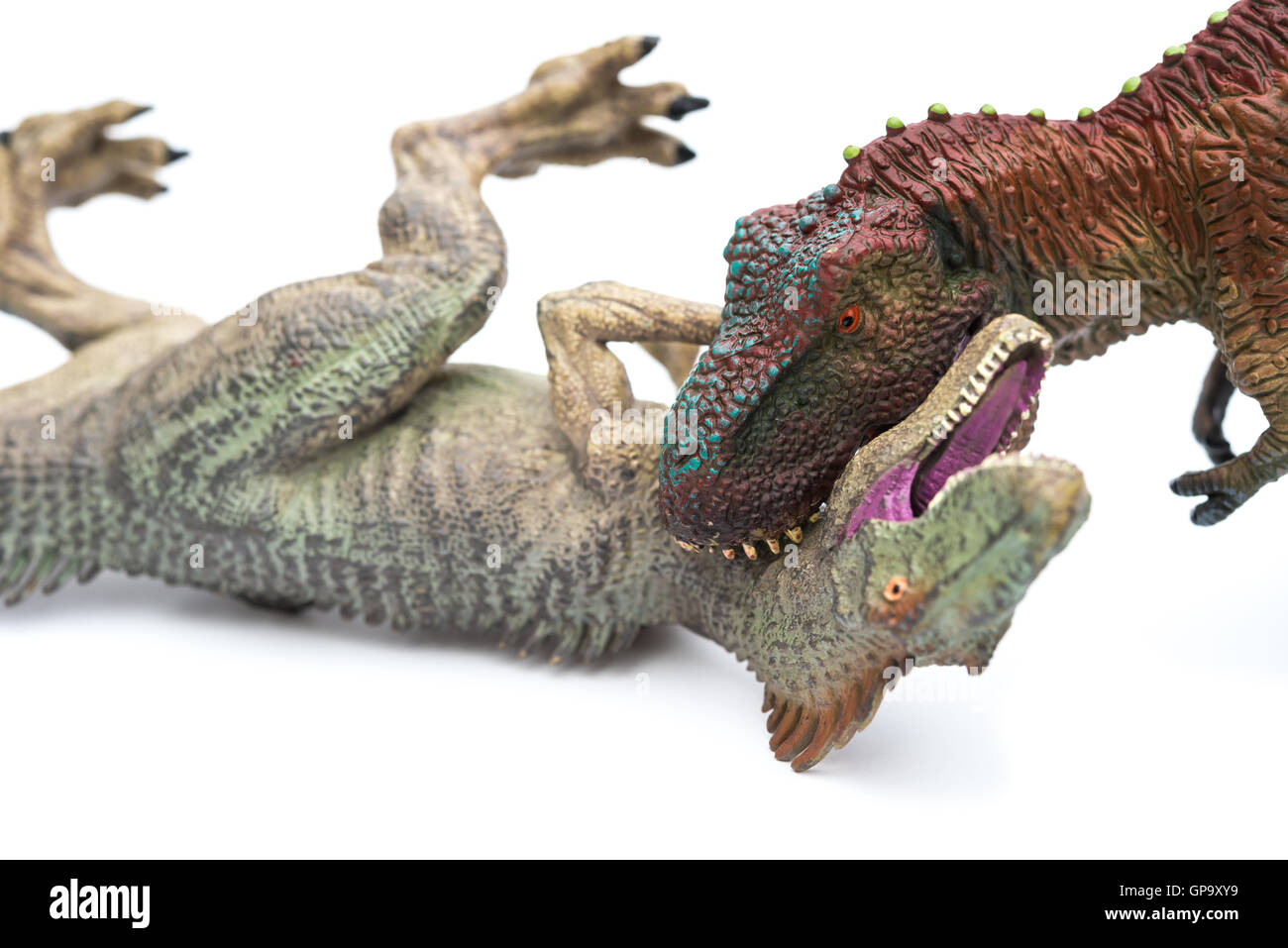 tyrannosaurus biting allosaurus on a white background Stock Photo - Alamy