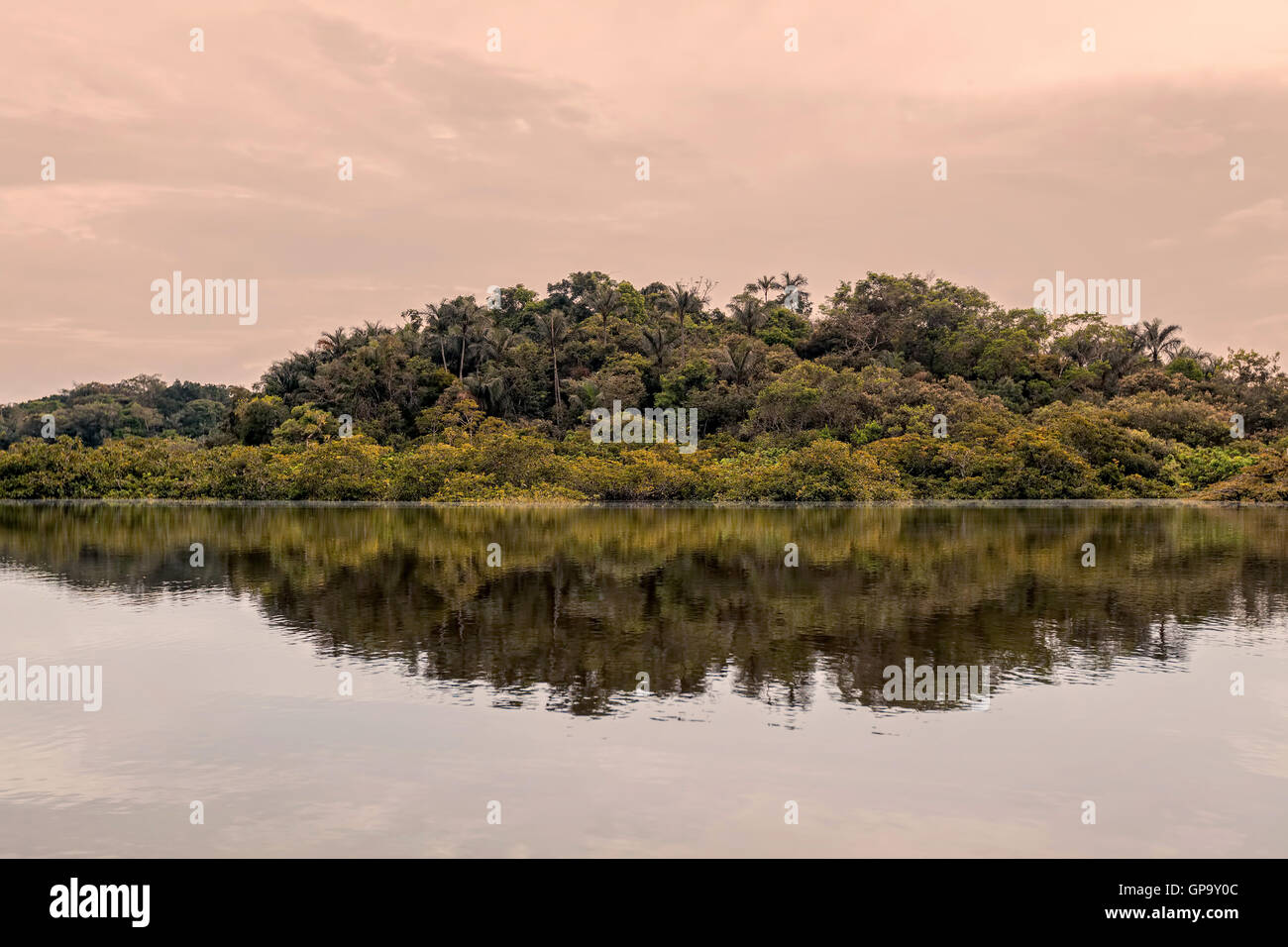 Amazonian Jungle With Dense Vegetation, Palm Trees Standing Out Against ...