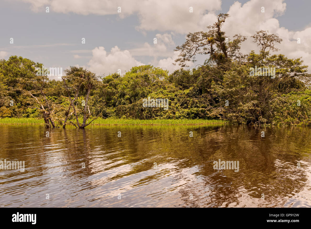 Amazon rainforest trees ecuador hi-res stock photography and images - Alamy