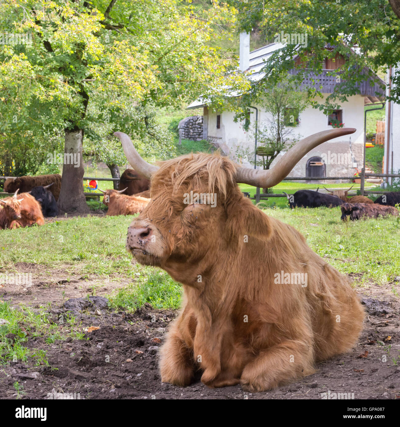 Red haired Scottish highlander cow Stock Photo - Alamy