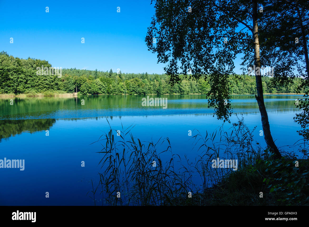 Landscape on a lake with trees Stock Photo - Alamy